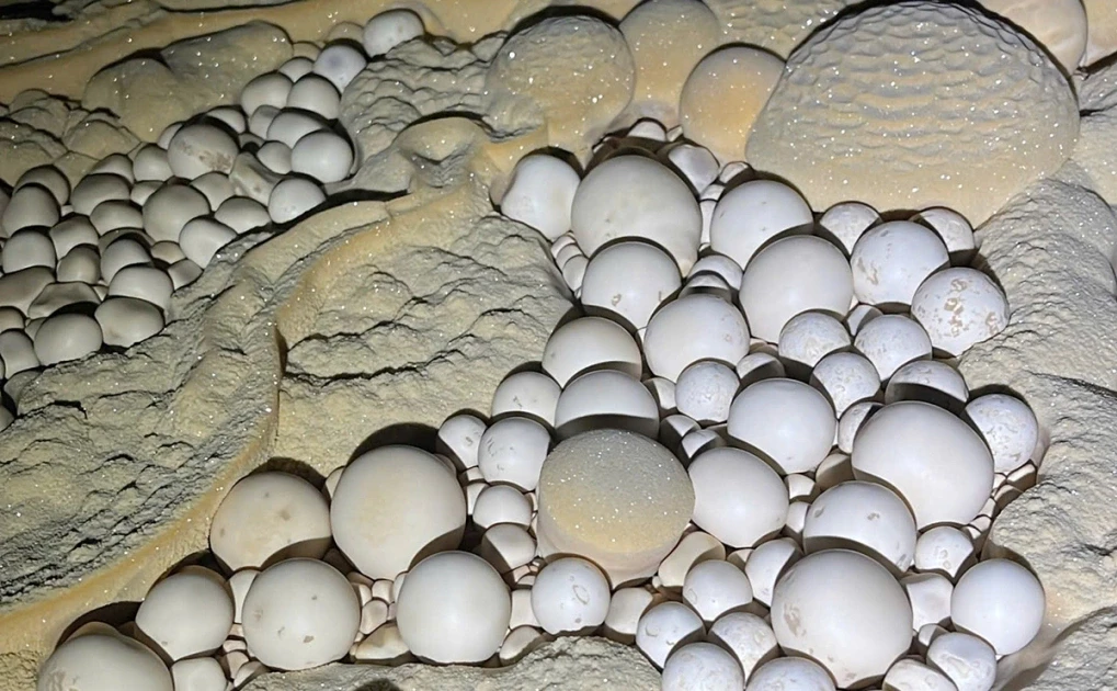 Découverte de perles de grotte rares à Phong Nha-Ke Bang