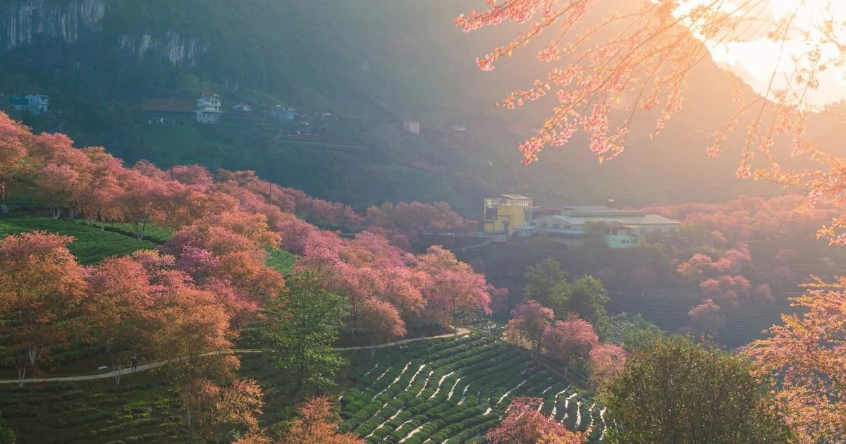 [Photo] La beauté enchanteresse de la forêt de cerisiers en fleurs à Sa ...